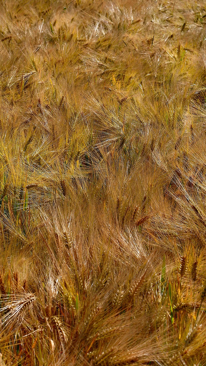 Wheat Field - Free photo on Pixabay - Pixabay