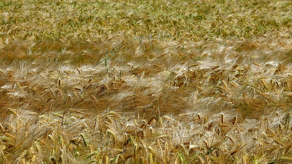 Wheat Field - Free photo on Pixabay