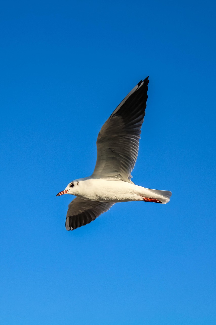 Gull Sea Bird Wildlife - Free photo on Pixabay - Pixabay