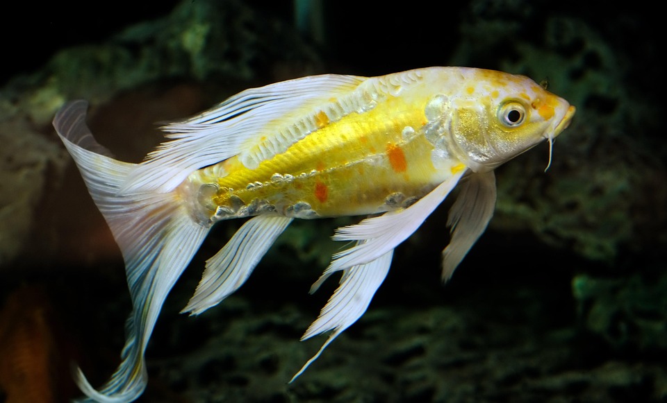 Pez Peces De Agua Dulce Naturaleza - Foto gratis en Pixabay