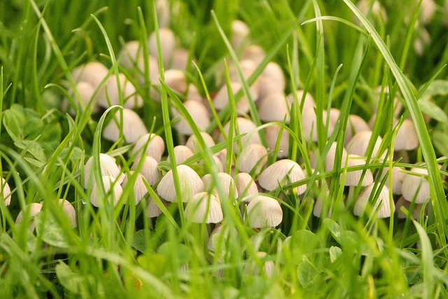 Champignons Gazon Prairie - Photo gratuite sur Pixabay - Pixabay