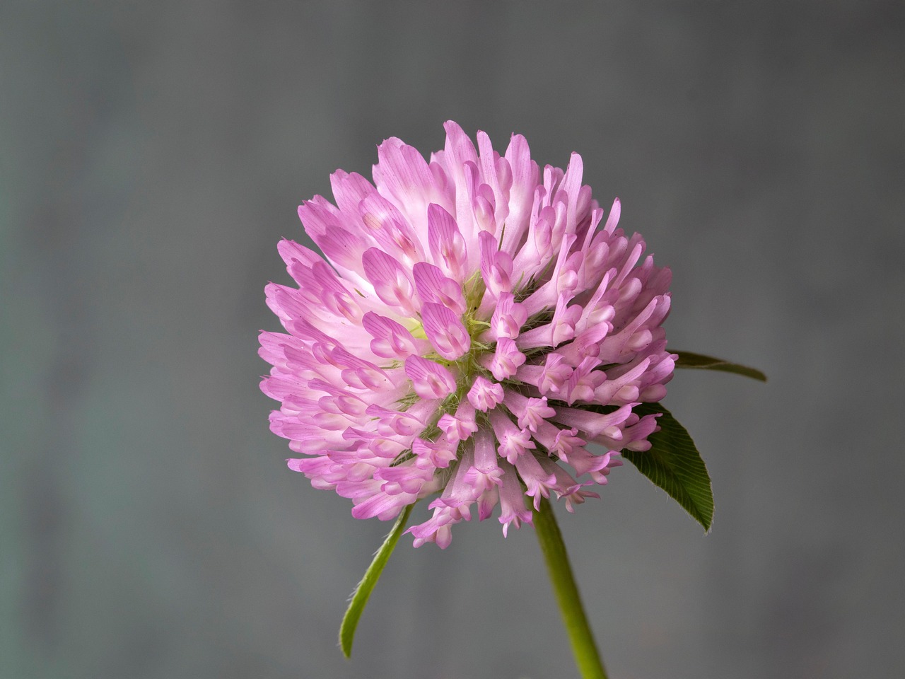 Red Clover Wildflower Flora - Free photo on Pixabay - Pixabay