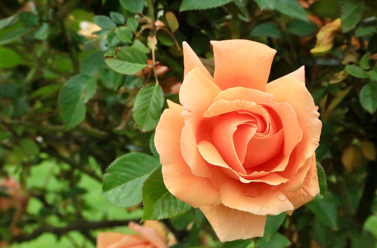 Rose Orange Flower - Free photo on Pixabay - Pixabay