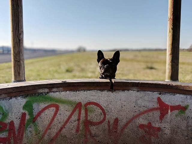 Bully Feld Graffiti - Kostenloses Foto auf Pixabay - Pixabay
