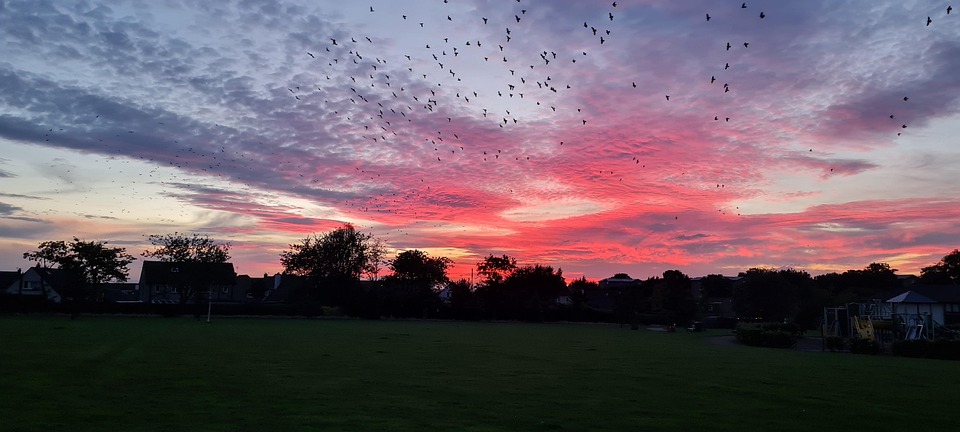 Sky Red Birds - Free photo on Pixabay - Pixabay