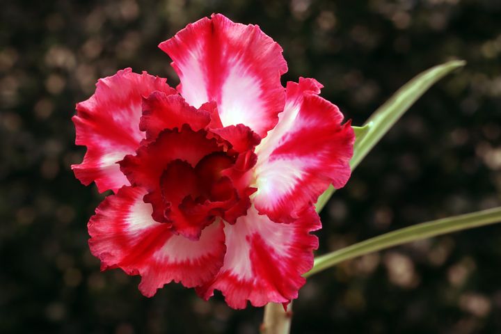 200+ Free Adenium Flower & Adenium Photos - Pixabay
