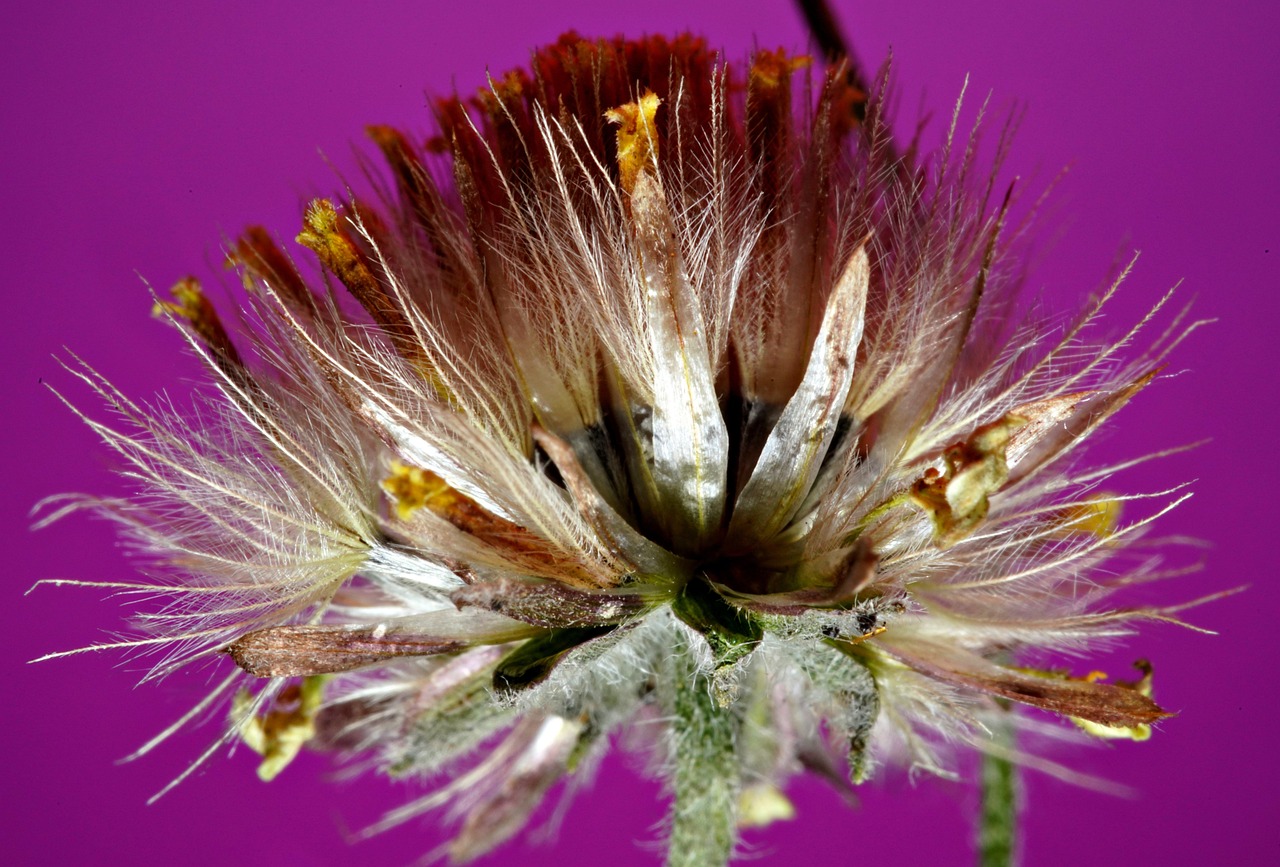 Fleur Sauvage Sèche Flore - Photo gratuite sur Pixabay - Pixabay