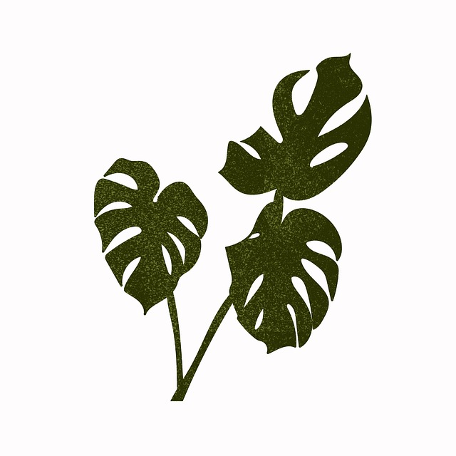 Monstera Tanaman Boho - Gambar gratis di Pixabay