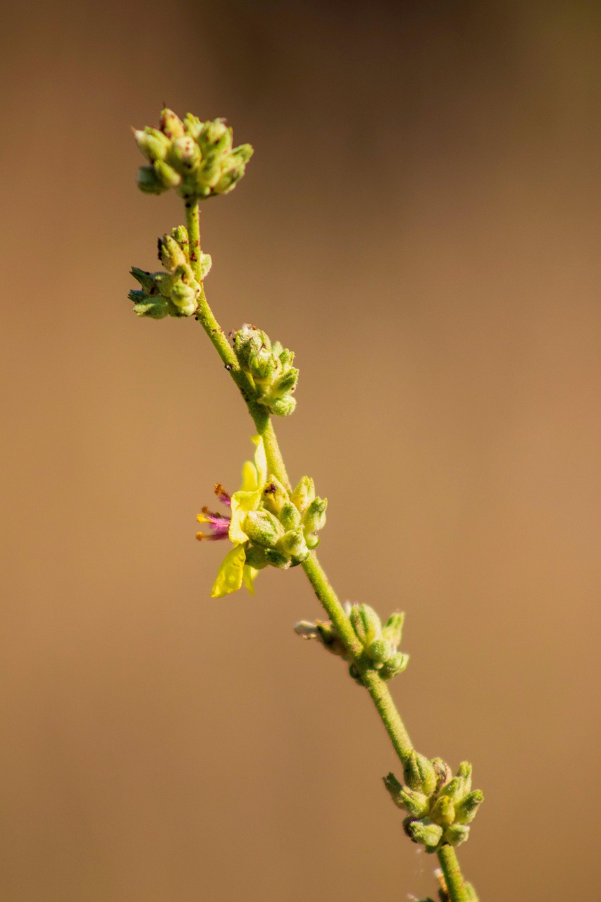 Flower Plant Bloom - Free photo on Pixabay - Pixabay
