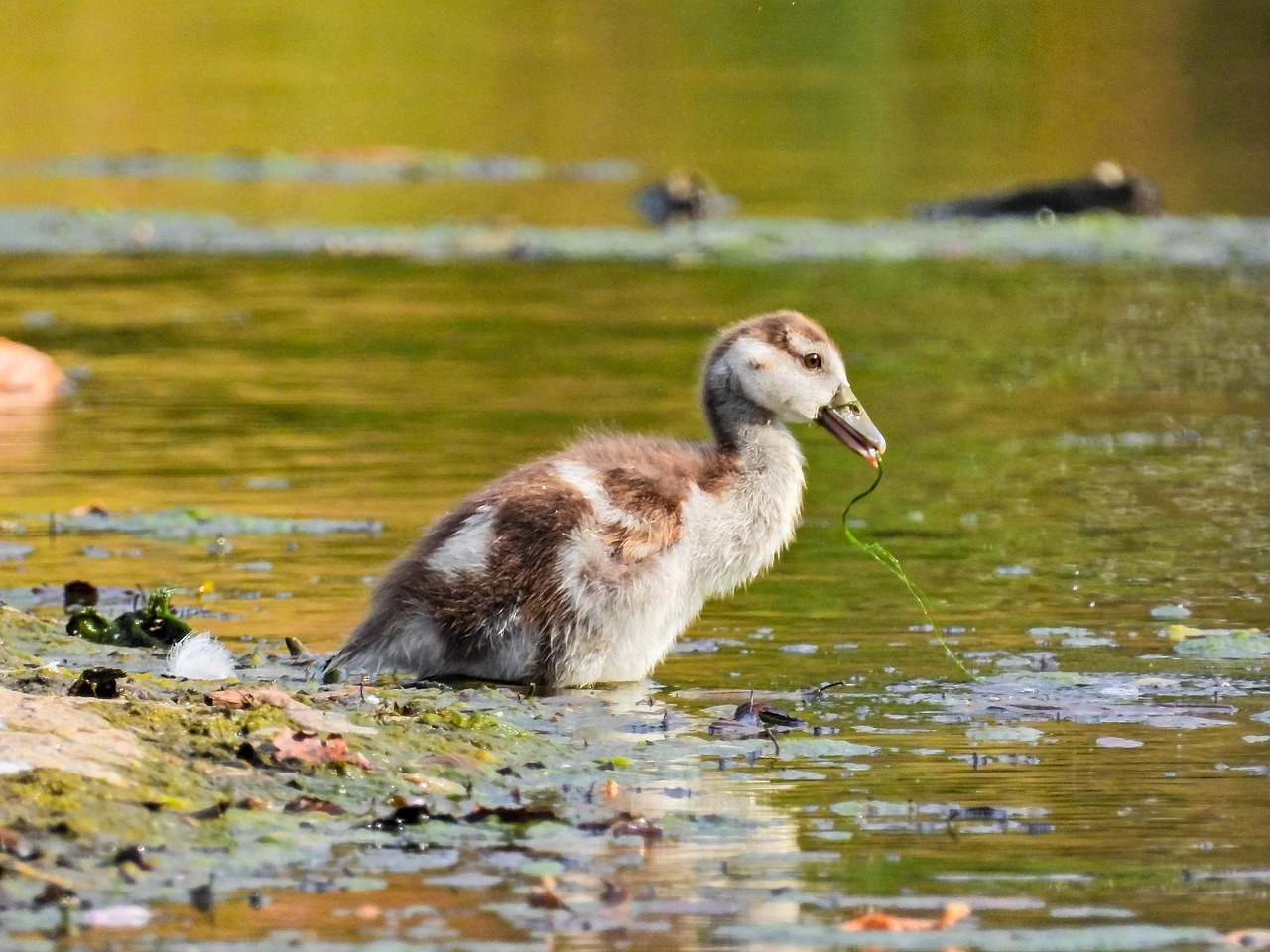 Egyptian Goose Animal Gosling - Free photo on Pixabay
