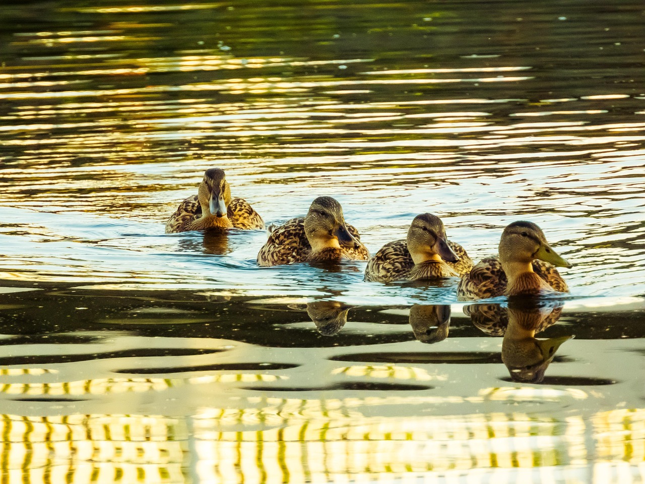 Ducks Waterfowls Lake - Free photo on Pixabay