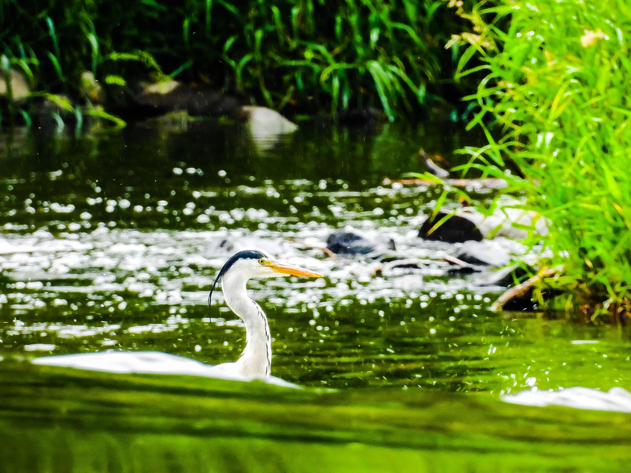 Garza Lago Bosque Aves - Foto gratis en Pixabay - Pixabay