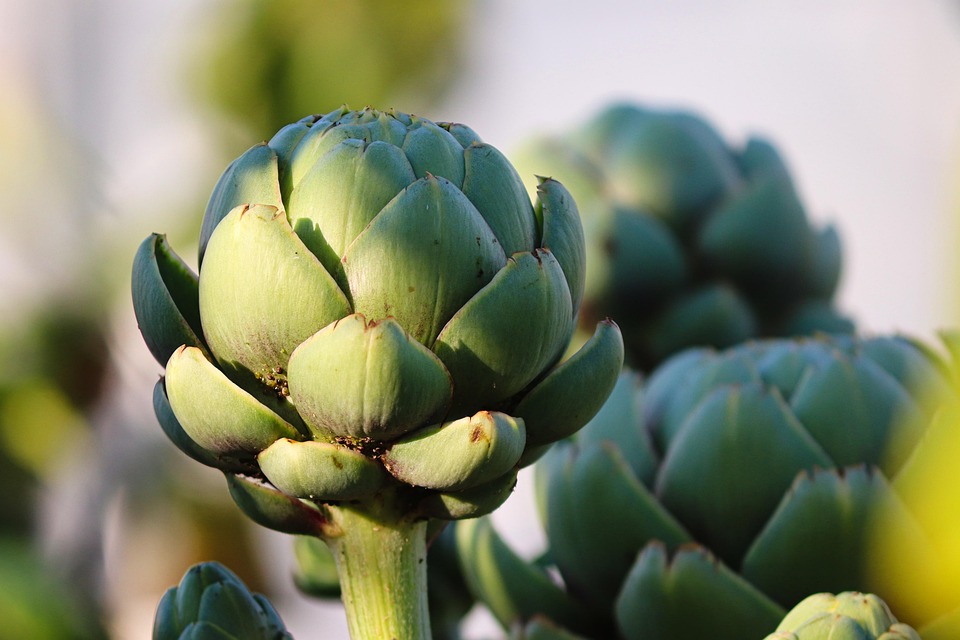 Artichoke Vegetables Food - Free photo on Pixabay