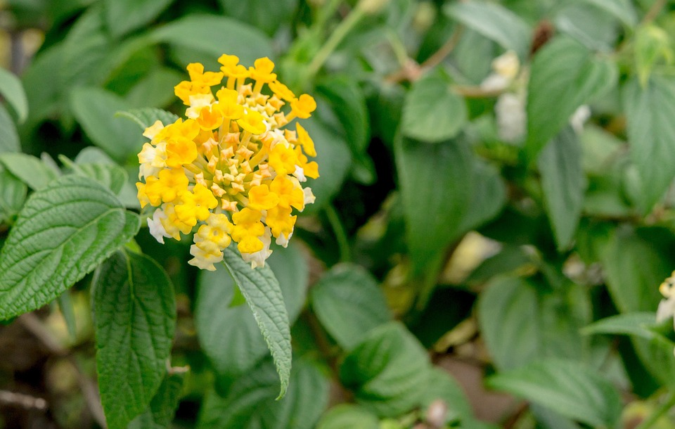 阿马里洛 花 自然 - Pixabay上的免费照片 - Pixabay