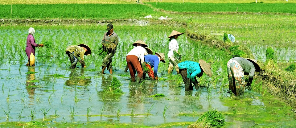 Farmers Agriculture Rice - Free photo on Pixabay - Pixabay