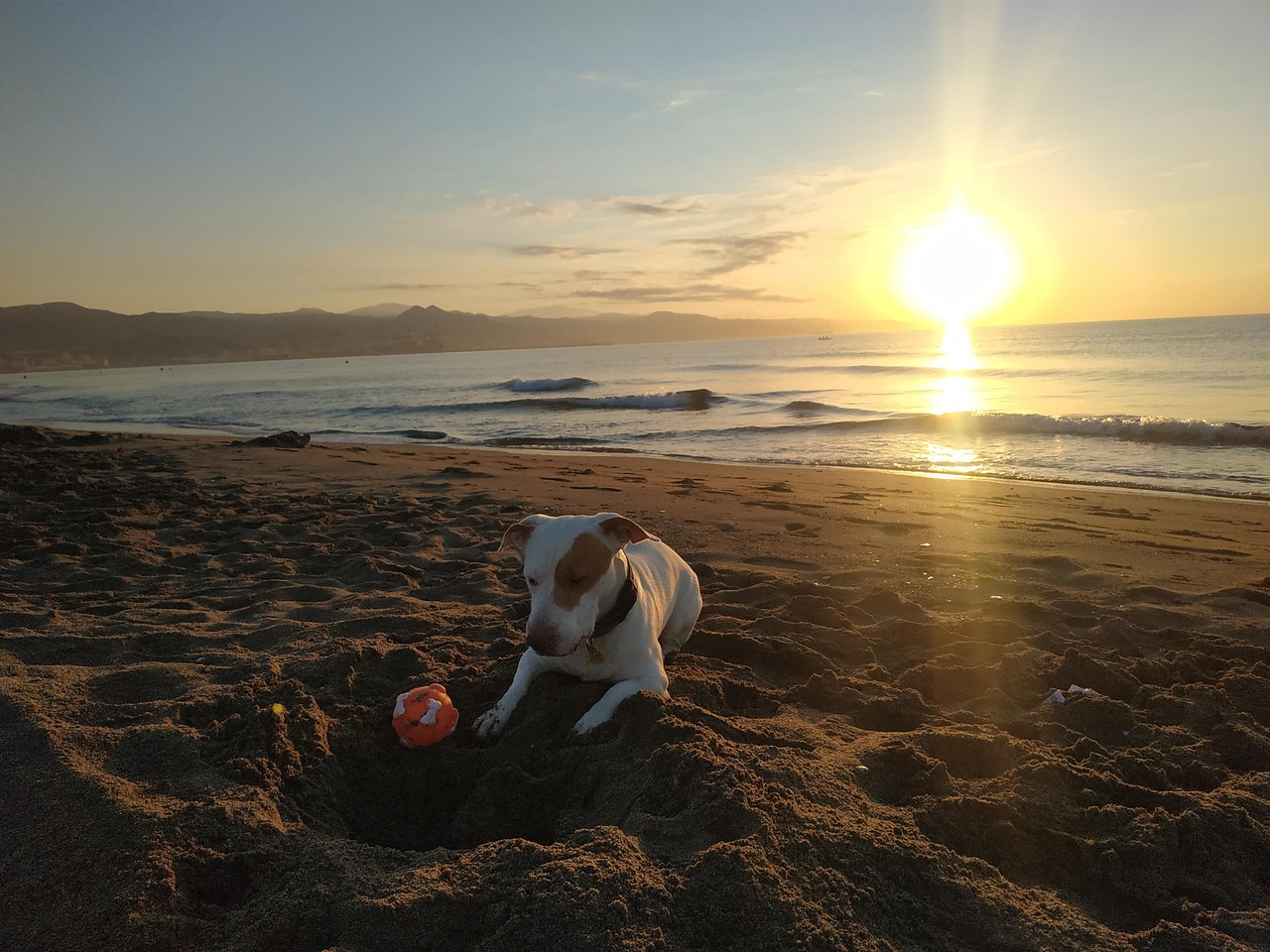 Dog Beach Sunrise - Free photo on Pixabay - Pixabay