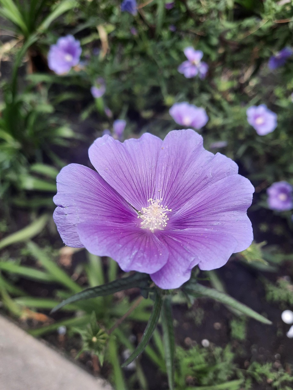 Flores Natureza Jardim - Foto gratuita no Pixabay - Pixabay