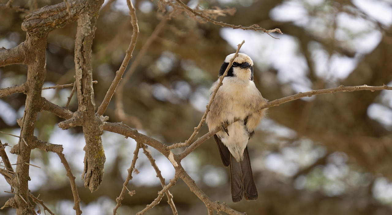 White-Headed Buffalo Weaver Bird - Free photo on Pixabay