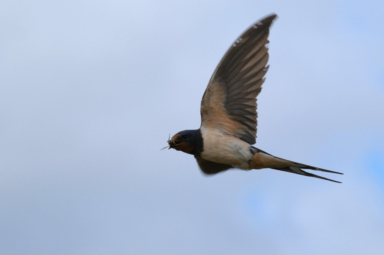 Slikken Vogel Vlucht - Gratis foto op Pixabay - Pixabay