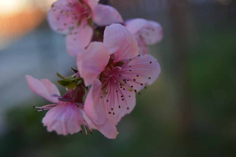 Peach Blossoms Flowers - Free photo on Pixabay