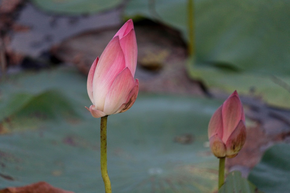 Broto De Lótus Flor Meditação - Foto gratuita no Pixabay