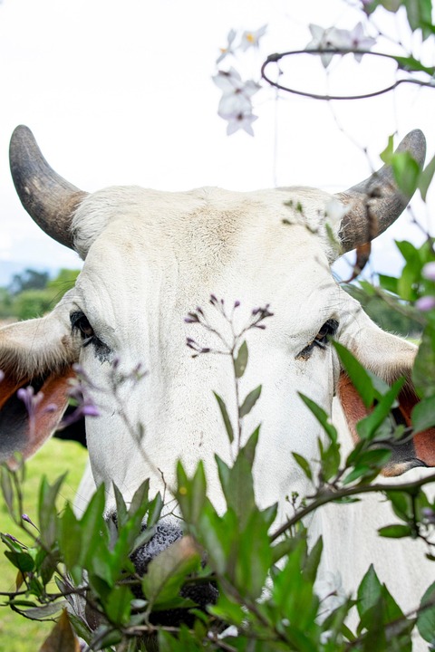 Vaca Ganado Animal - Foto gratis en Pixabay