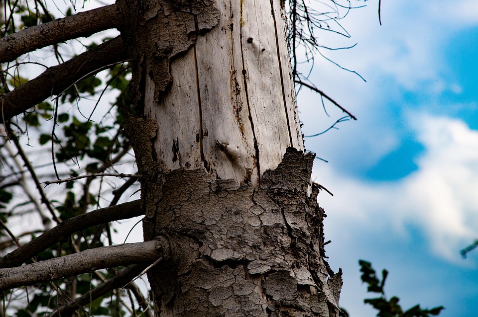 Morte Da Floresta Casca De Árvore - Foto gratuita no Pixabay - Pixabay