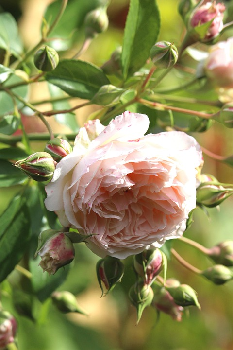 Rose Flower Plant Climbing - Free photo on Pixabay - Pixabay