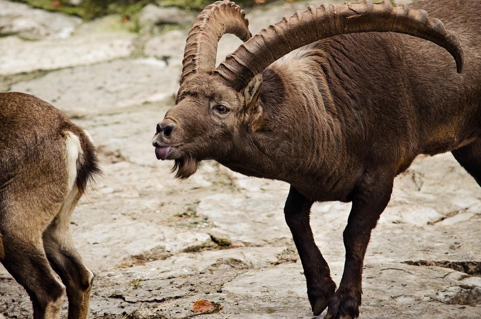 山羊座 高山の Ibex 野生 - Pixabayの無料写真