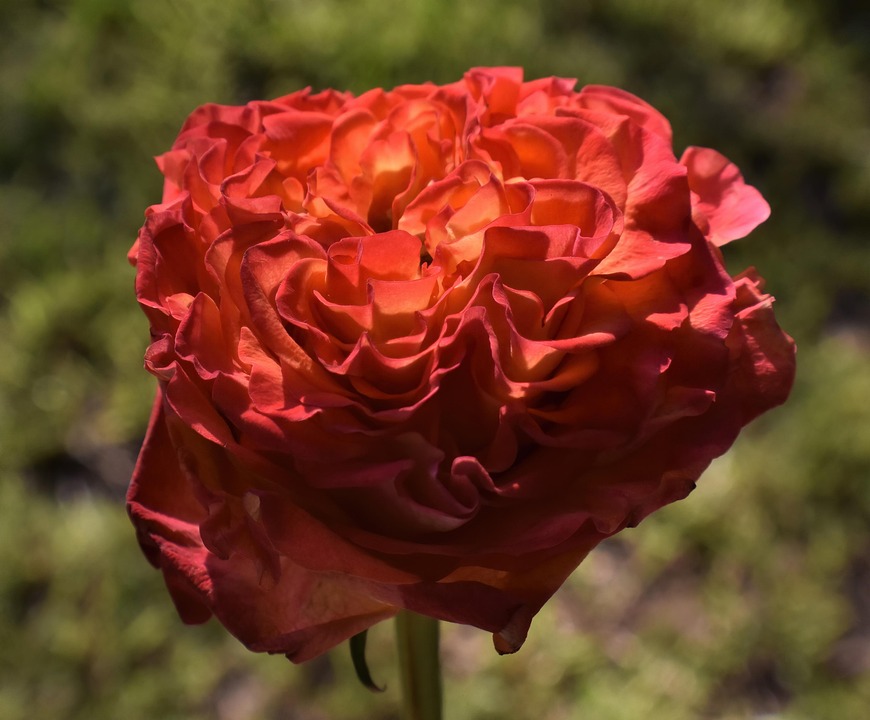 Carnation Flower Plant - Free photo on Pixabay