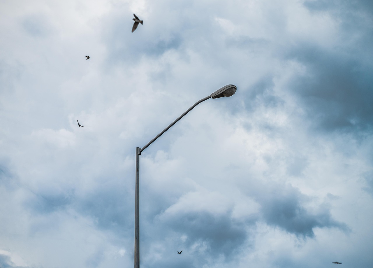 Aves Naturaleza Cielo - Foto gratis en Pixabay - Pixabay