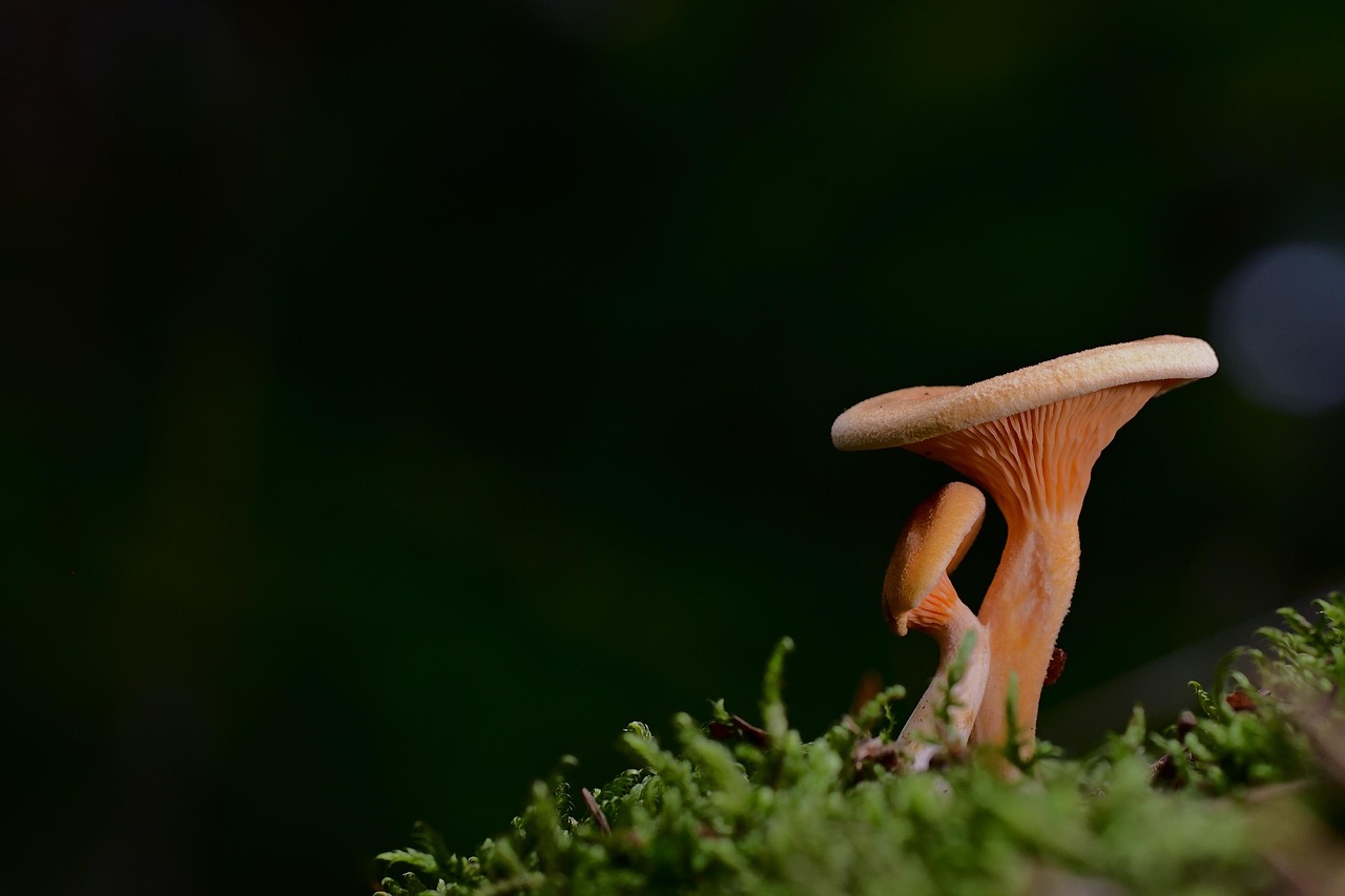 200+ kostnadsfria bilder med Kantarell och Svamp - Pixabay