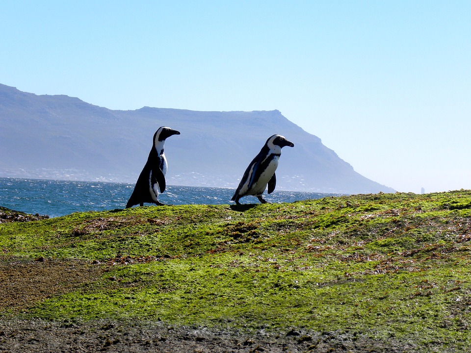 Penguins Beach Couple - Free photo on Pixabay