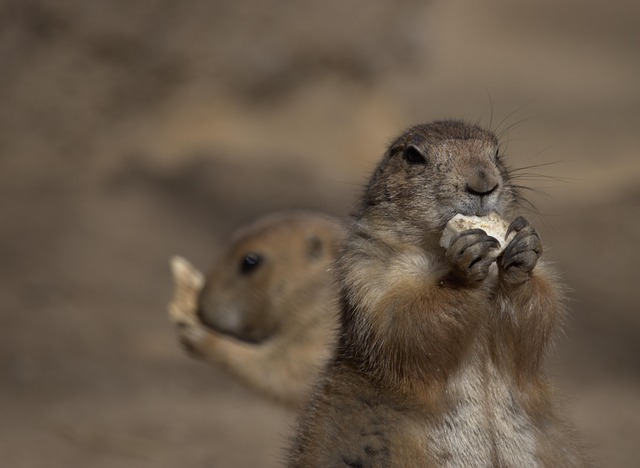 Prairie Dog Food Animals - Free photo on Pixabay