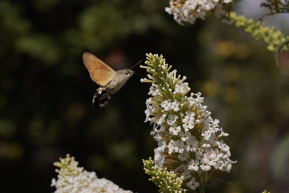 Hummingbird Hawk Moth Insect - Free photo on Pixabay - Pixabay