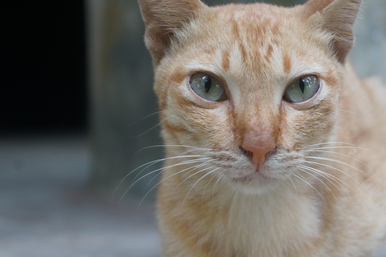 Cat Jaune Animal - Photo gratuite sur Pixabay - Pixabay