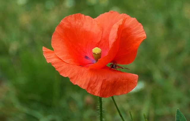 Poppy Red Flower - Free photo on Pixabay