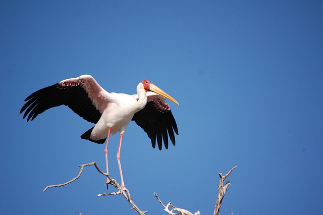 Bird Stork Nature - Free photo on Pixabay