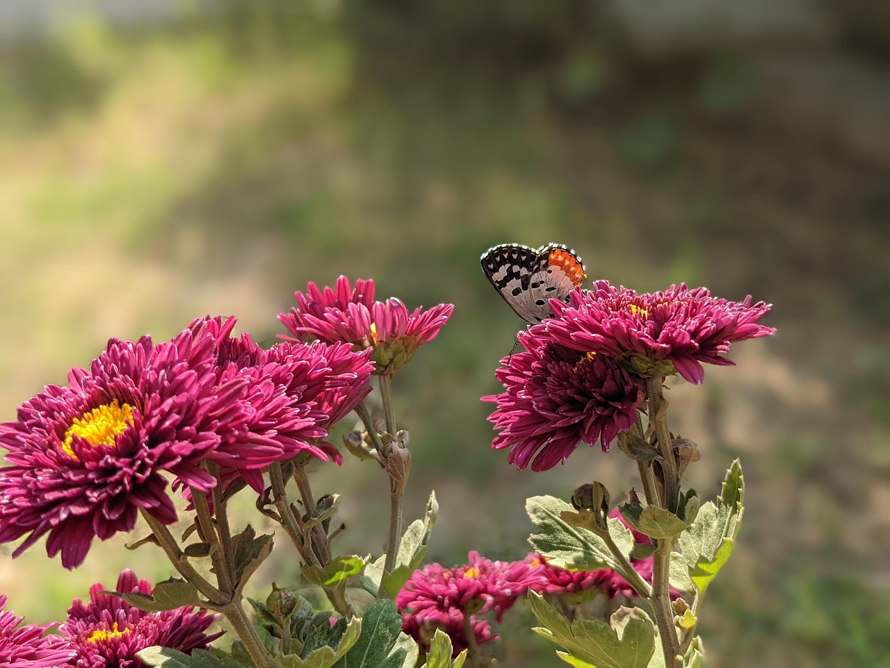 Butterfly Chrysanthemum - Free photo on Pixabay - Pixabay