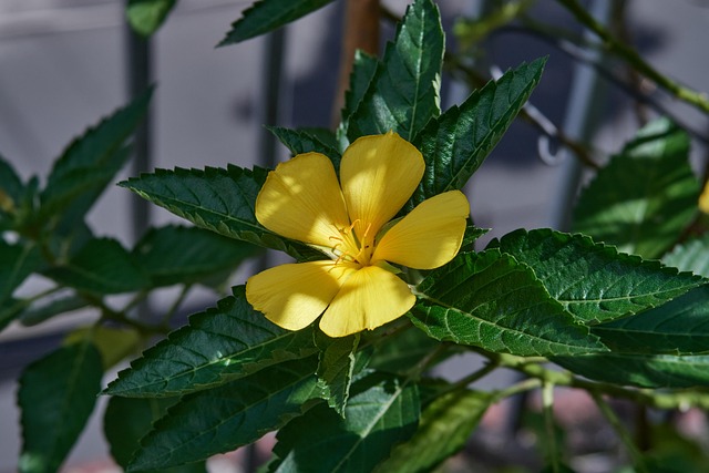 Más de 10 imágenes gratis de Aliso Amarillo y Amarillo - Pixabay
