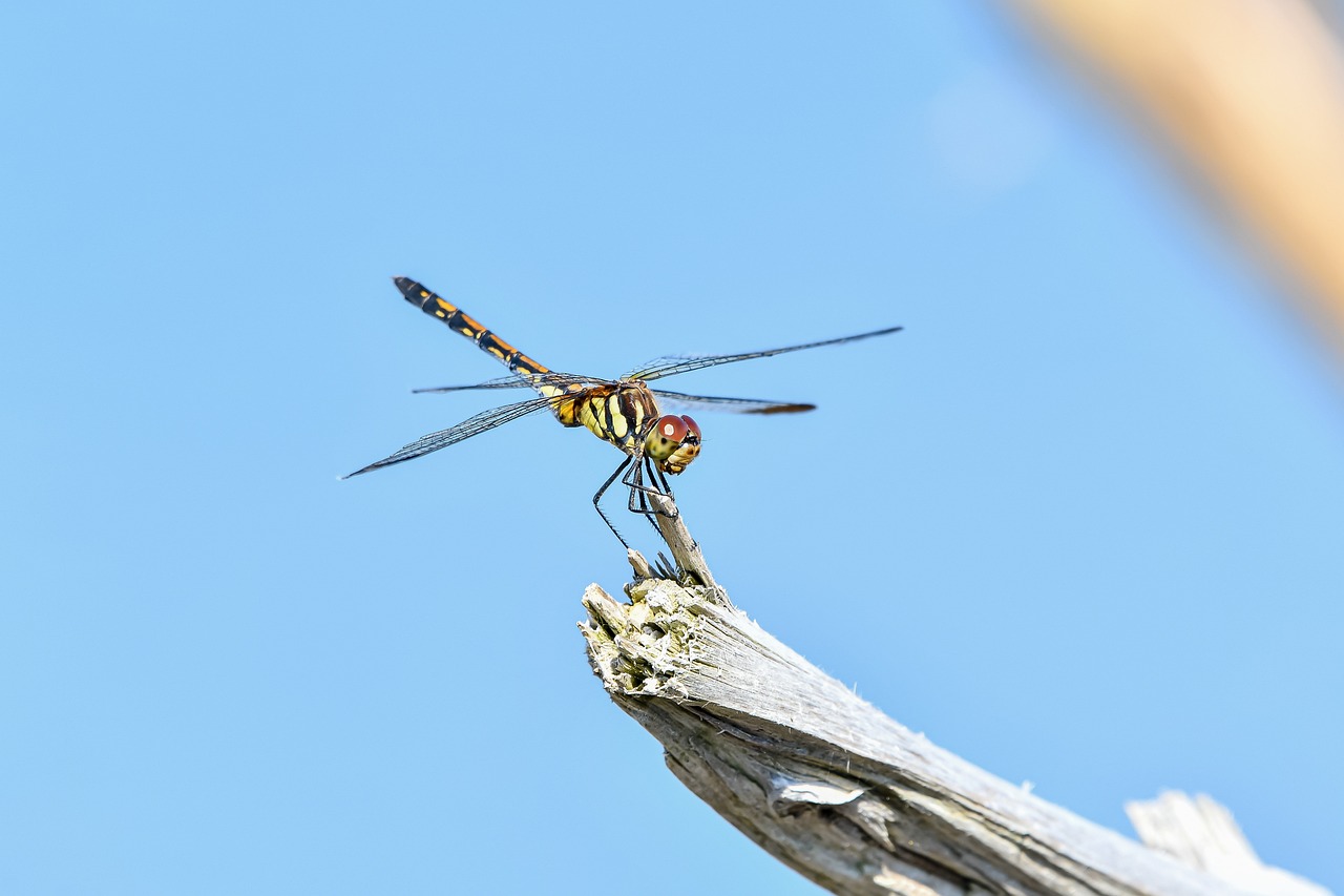 6,000+ Free Dragonflies & Dragonfly Images - Pixabay