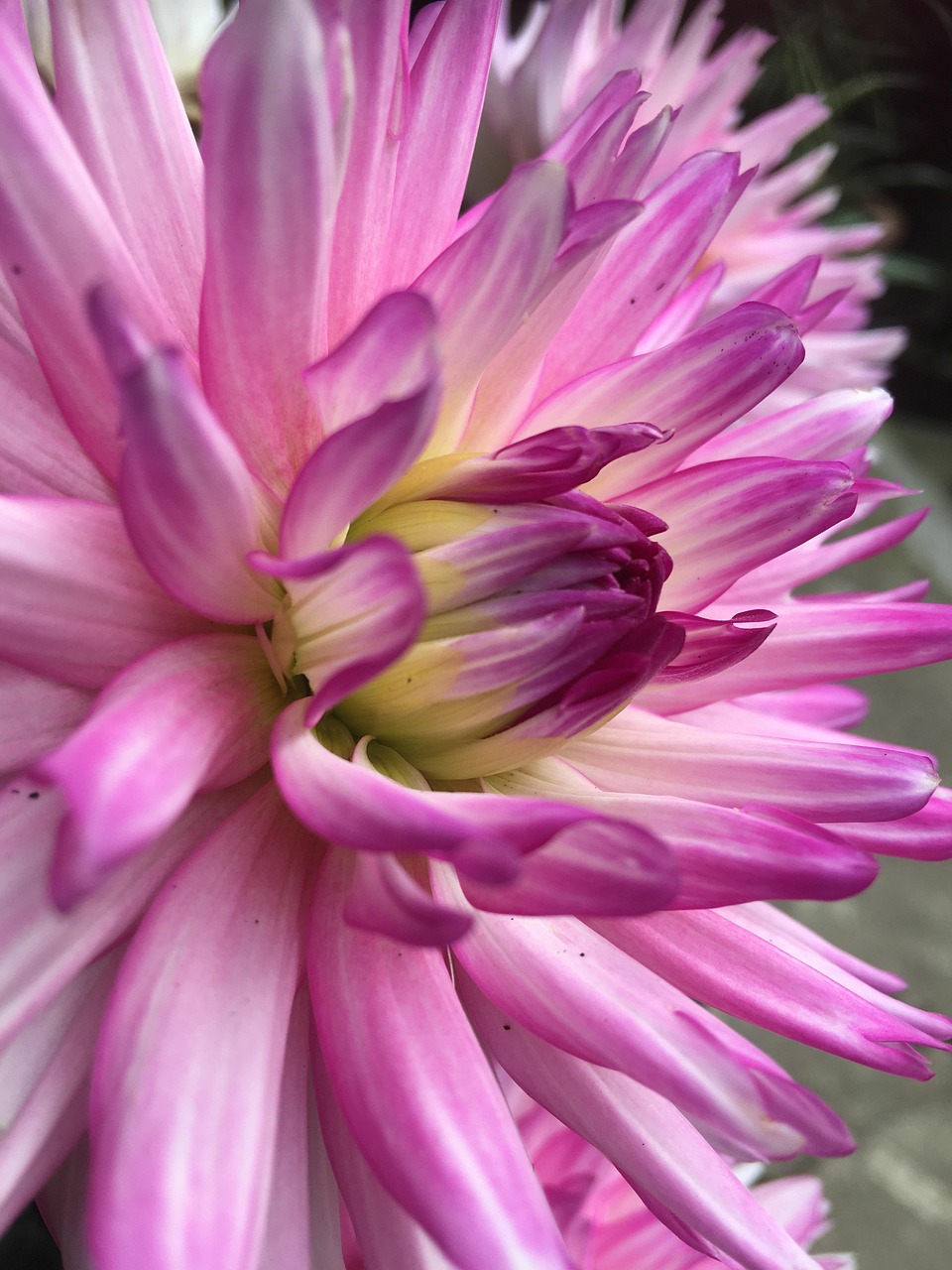 Dahlia Rose Fleur - Photo gratuite sur Pixabay - Pixabay