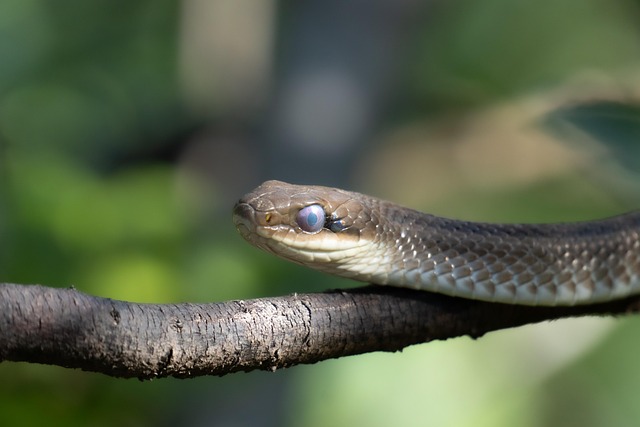 Cobra Natureza Animal Animais - Foto gratuita no Pixabay - Pixabay
