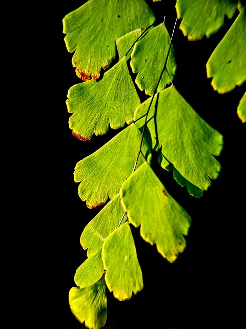 Helecho Culantrillo Adiantum Pedatum