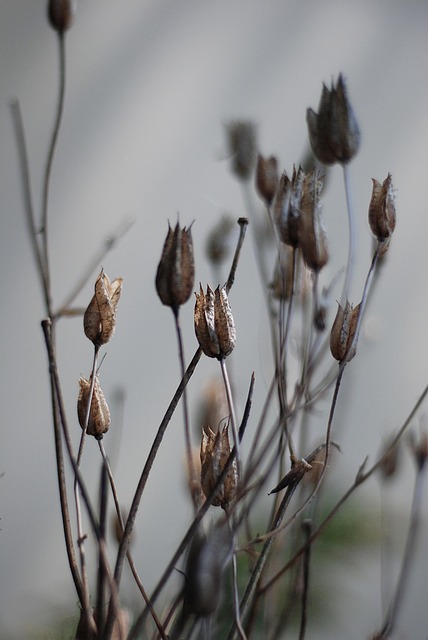 Bunga Bunga Flora Bunga Kering Foto Gratis Di Pixabay Pixabay