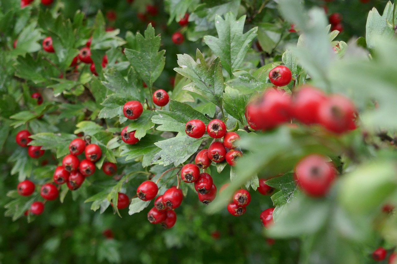 Berries Fruits Shrub - Free photo on Pixabay - Pixabay