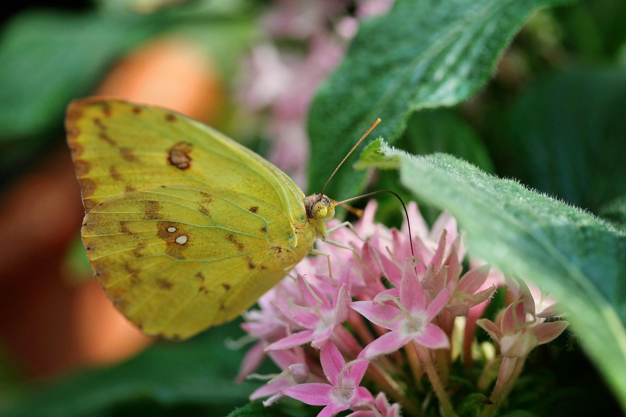 Butterfly Pink Flowers Pollination - Free photo on Pixabay - Pixabay