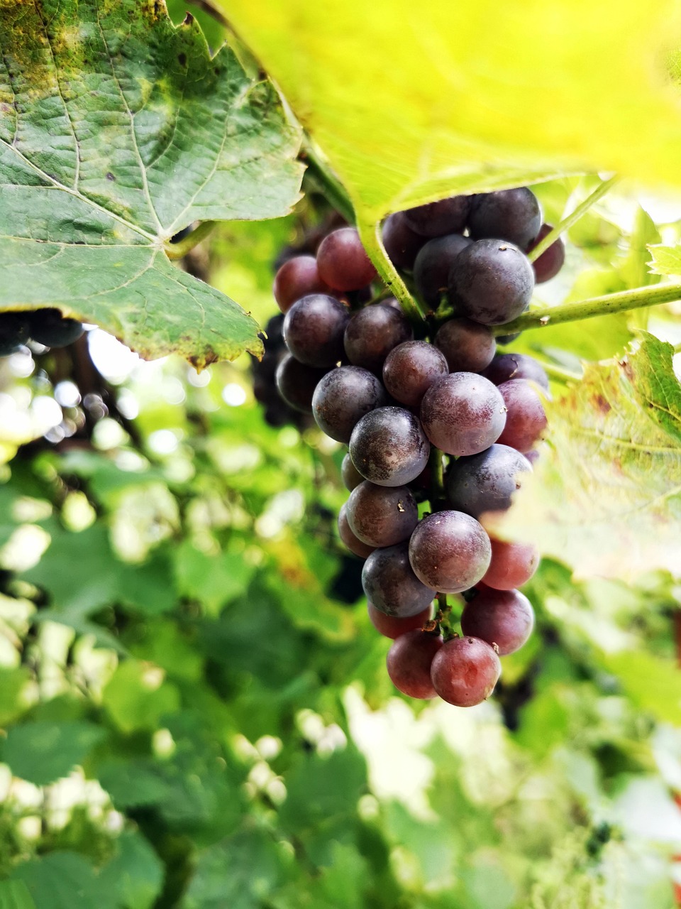 Grapes Vineyard Winegrowing - Free photo on Pixabay