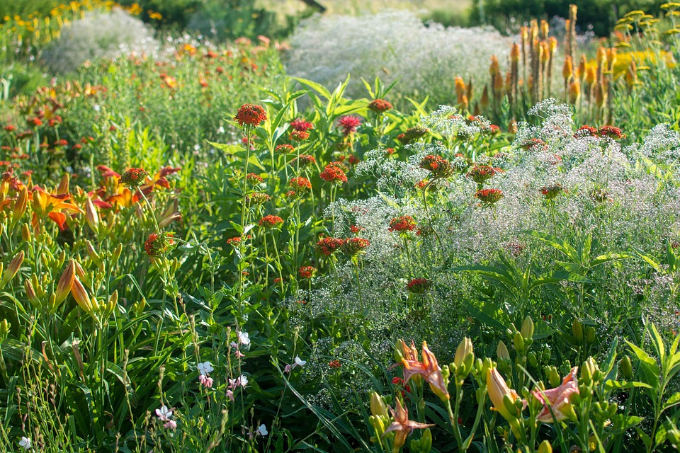 Garden Flowers Plants - Free photo on Pixabay - Pixabay