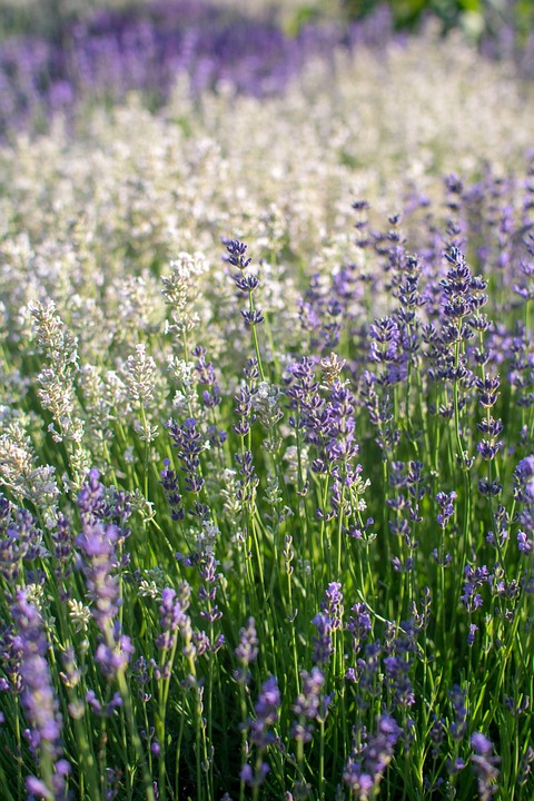 Lavanda Flores Jardim - Foto gratuita no Pixabay